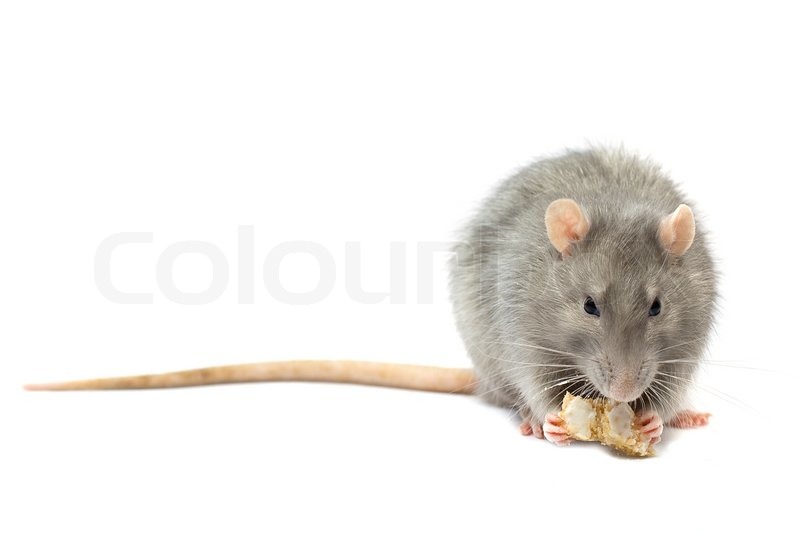 Rat isoliert auf weiß | Stock Bild | Colourbox