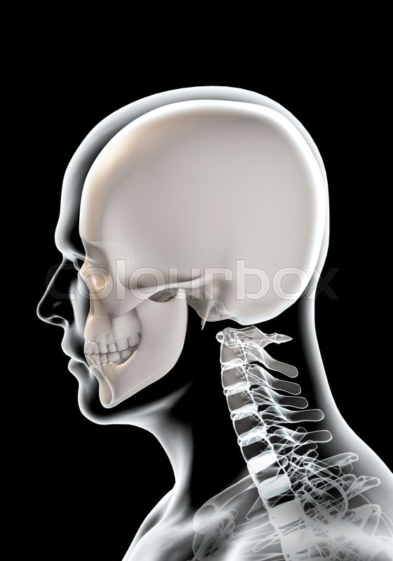 3D illustration of skull anatomy - part ... | Stock image | Colourbox