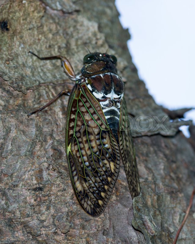 A cicada on a tree in Okinawa, Japan. | Stock image | Colourbox