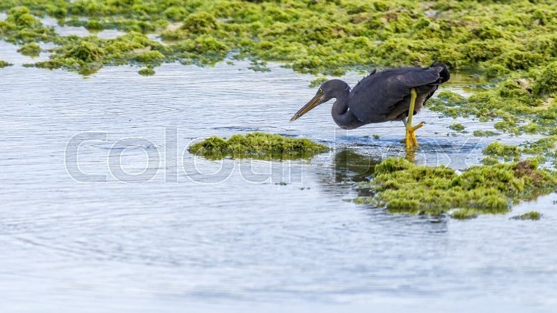 A Pacific Reef Heron at Sunabe Beach in ... | Stock image | Colourbox