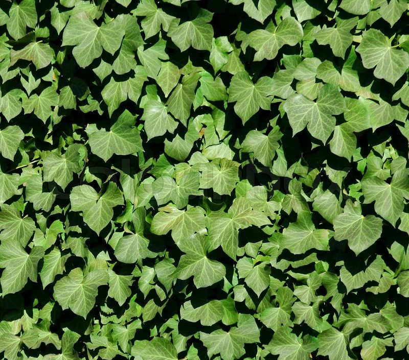 Efeu-Hintergrund | Stock Bild | Colourbox