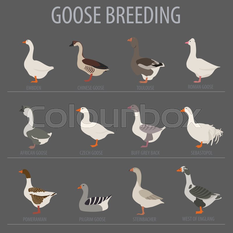Farm Geese Breeds