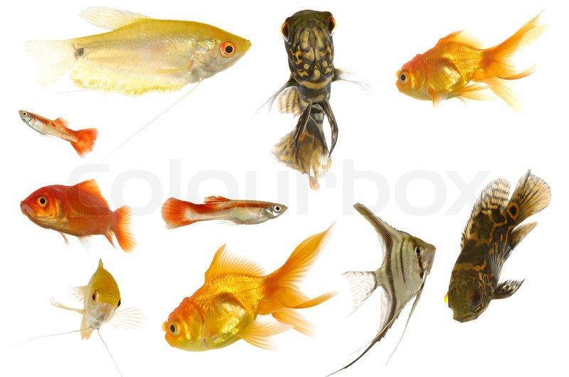 Mange forskellige akvariefisk isoleret ... | Stock foto | Colourbox