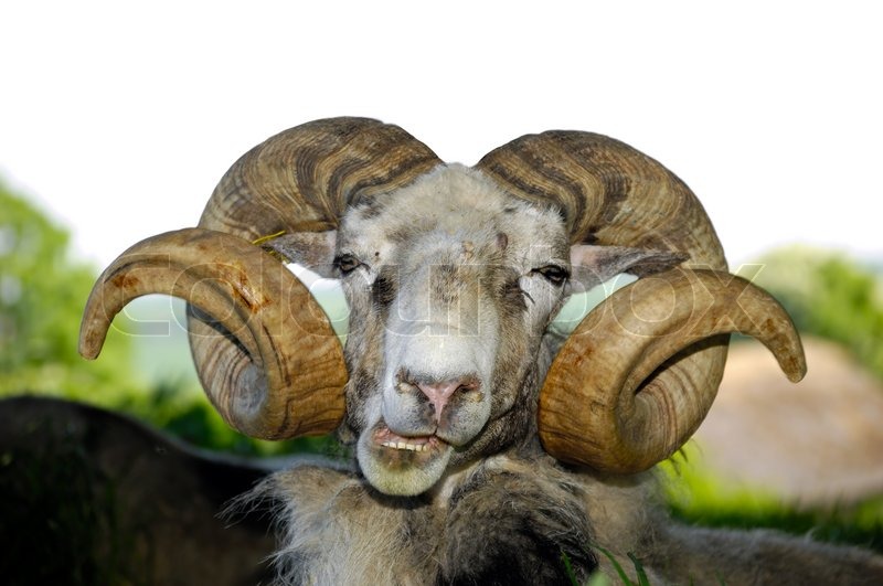 Goat with big horns are resting under a ... | Stock image | Colourbox