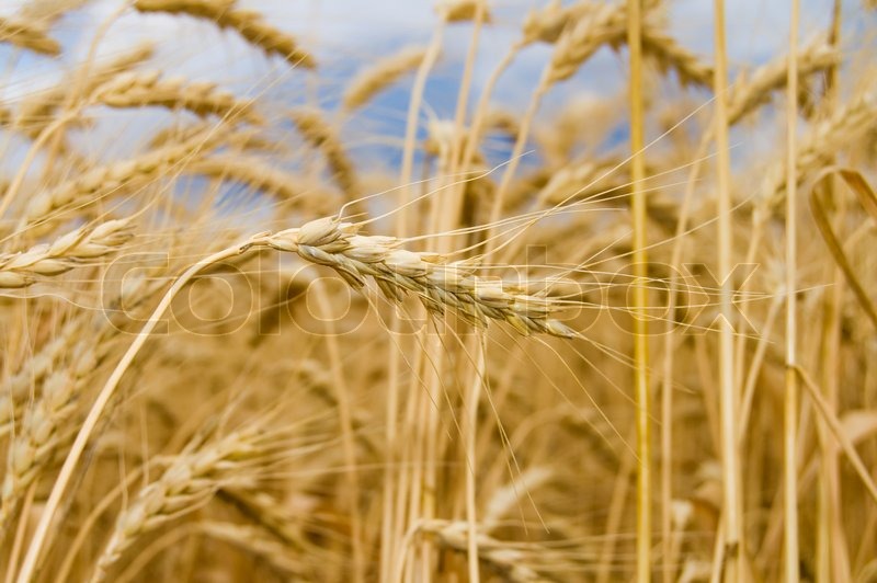 Field of ripe wheat gold color south ... | Stock image | Colourbox