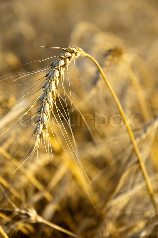 Stems of the wheat on the field | Stock image | Colourbox