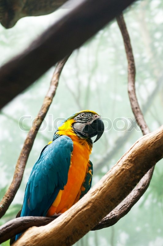 Bird Green Sitting Parrot