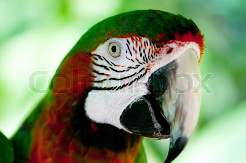 Bunte Papageien Vogel sitzt auf der ... | Stock Bild | Colourbox