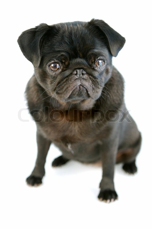 Ein schwarzer Mops vor einem weißen ... | Stock Bild | Colourbox