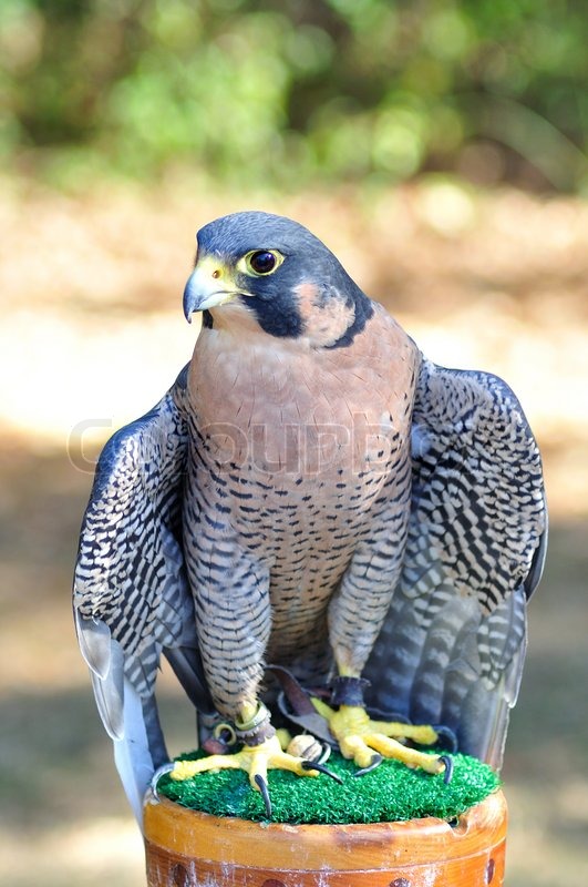 Peregrine Falcon for sports hunting | Stock Photo | Colourbox