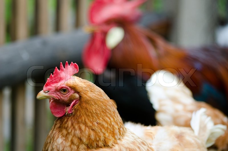 Huhn mit Hahn , Hahn, Hahn im ... | Stock Bild | Colourbox