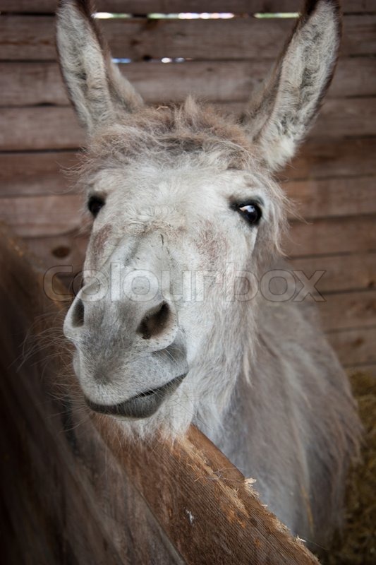 Neugierig Esel | Stock Bild | Colourbox
