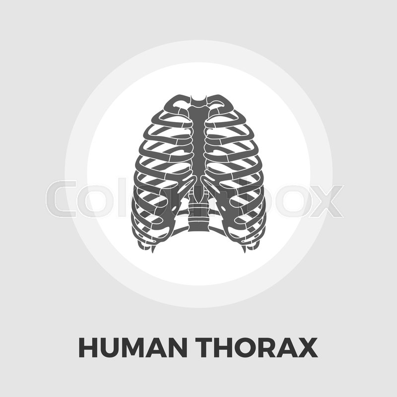 Human thorax icon vector. Flat icon ... | Stock vector | Colourbox