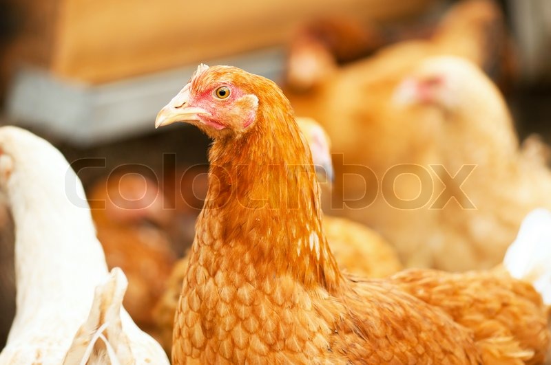 Junge Hahn und Hühner zu Fuß auf Hof | Stock Bild | Colourbox