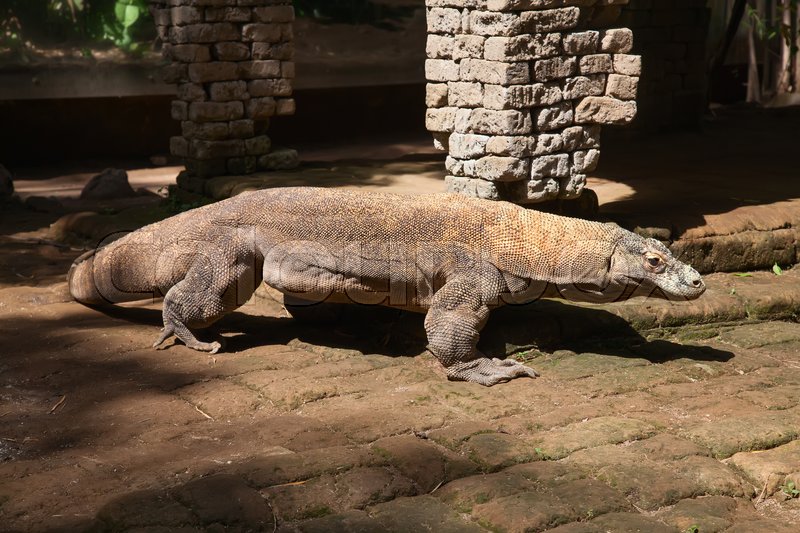 Famous Komodo dragon - world largest ... | Stock image | Colourbox