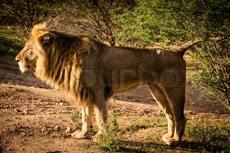 African Lion Standing