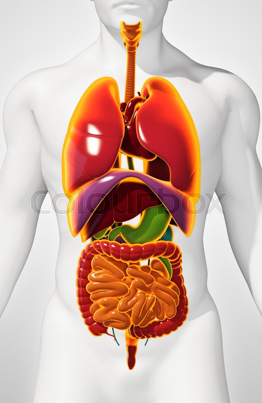Human Internal Organic, 3D illustration ... | Stock image | Colourbox