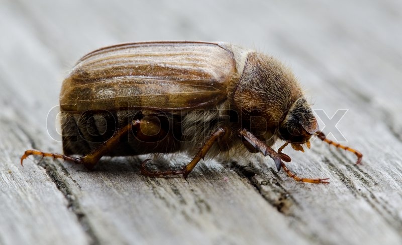 European june beetle or summer chafer, ... | Stock image | Colourbox