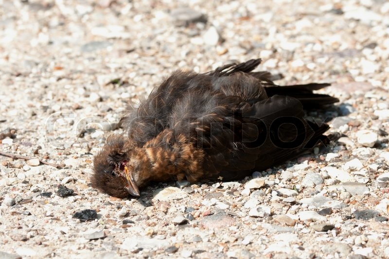 Dead european blackbird lying on a road ... | Stock image | Colourbox