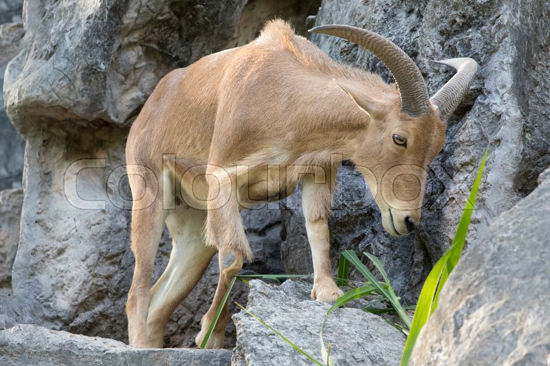 Image of a mountain goats standing on a ... | Stock image | Colourbox