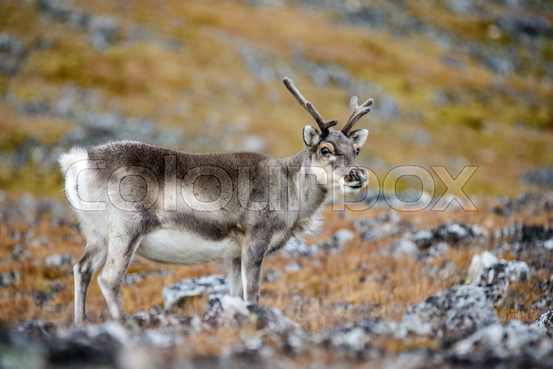 Reindeer | Stock image | Colourbox