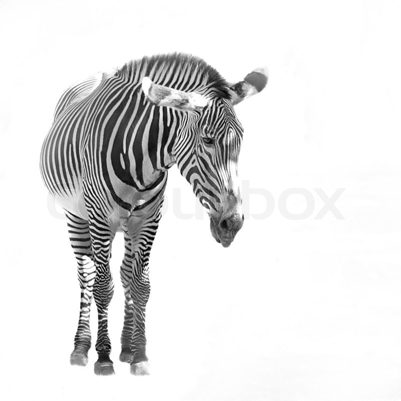 Ein Zebra in einem weißen Hintergrund ... | Stock Bild | Colourbox