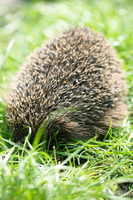 Young prickly hedgehog in their natural ... | Stock Photo | Colourbox