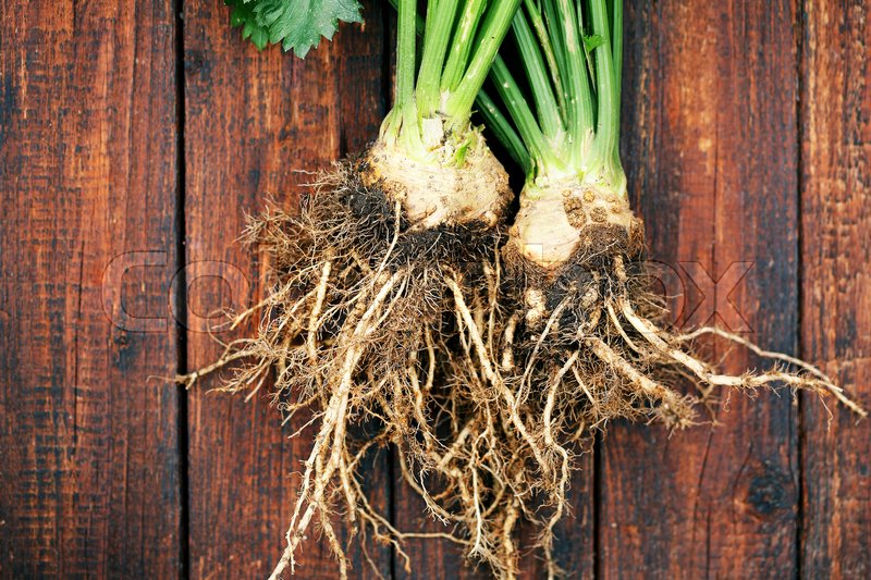Great with celery root to the ground | Stock image | Colourbox
