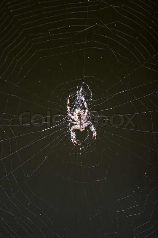En makro billede af en edderkop i sit ... | Stock foto | Colourbox