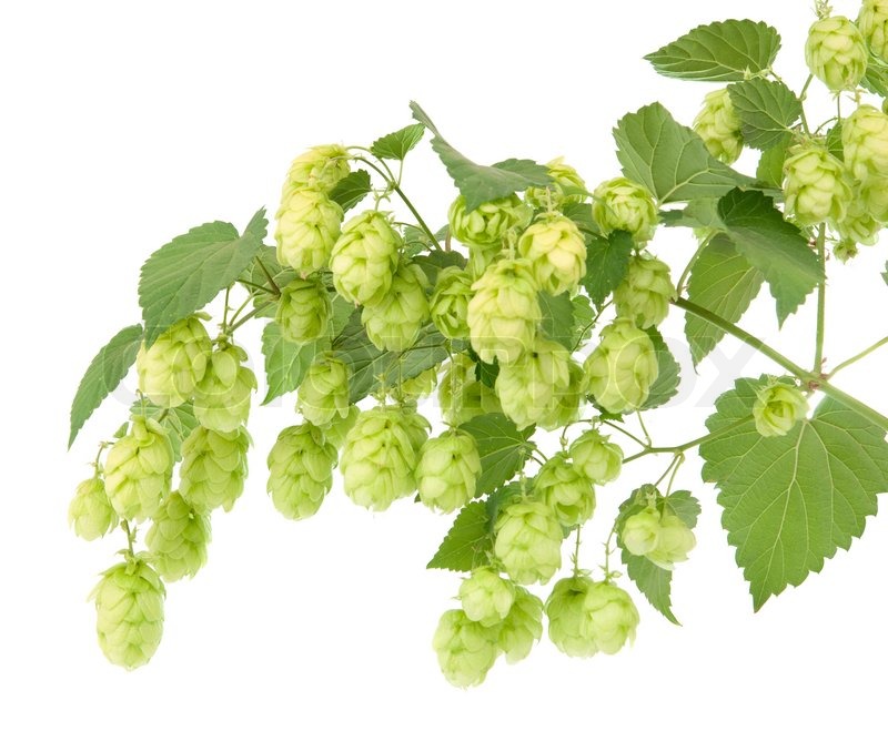 Hopfenzapfen auf weißem Hintergrund | Stock Bild | Colourbox