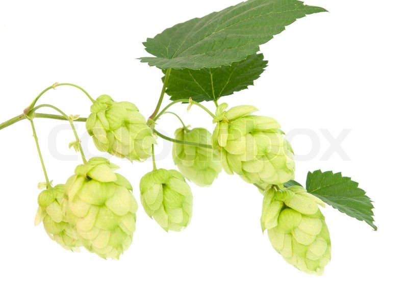 Hopfenzapfen auf weißem Hintergrund | Stock Bild | Colourbox