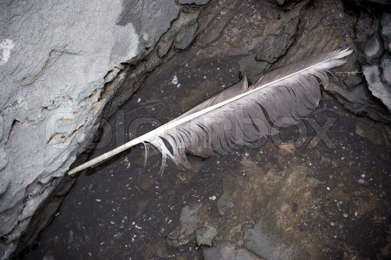 A single seagull feather sitting in a ... | Stock image | Colourbox