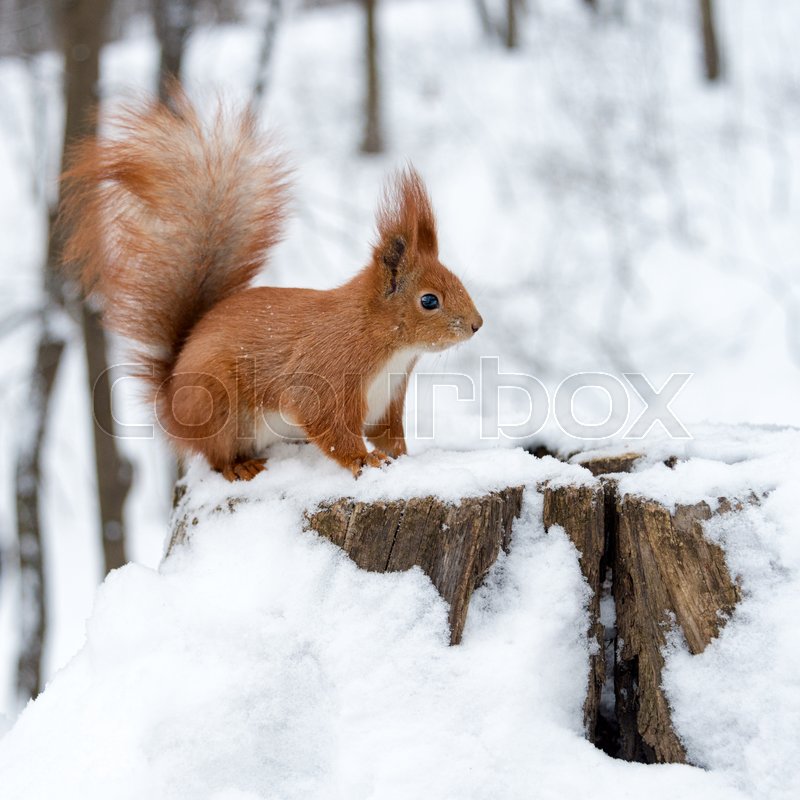 Cute Squirrel Snow