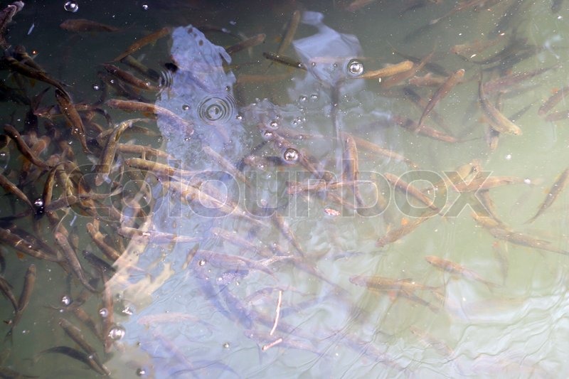 A community of fish swimming under the ... | Stock image | Colourbox