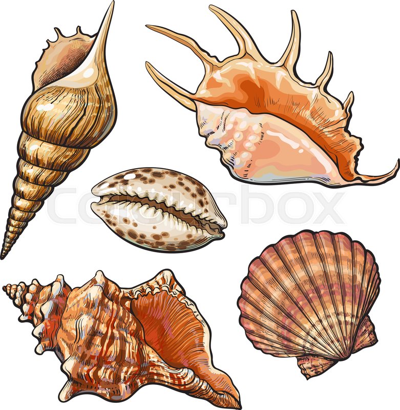 Set of various beautiful mollusk sea ... | Stock vector | Colourbox