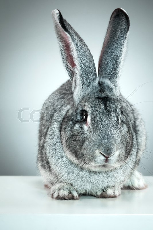 European rabbit or common rabbit, 2 ... | Stock image | Colourbox