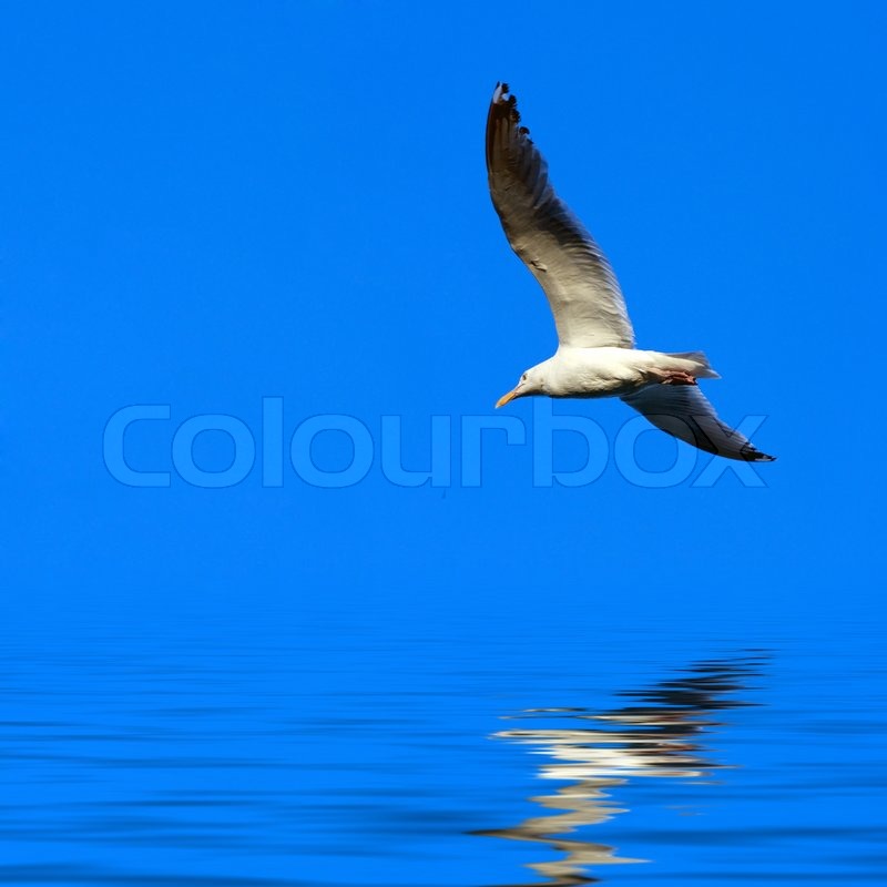 En stor måge der flyver over en blå ... | Stock foto | Colourbox