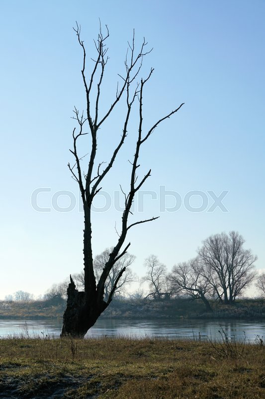 Dead tree on the banks of the river ... | Stock image | Colourbox