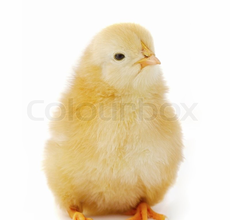 Baby- Huhn Nahaufnahme auf weißem ... | Stock Bild | Colourbox
