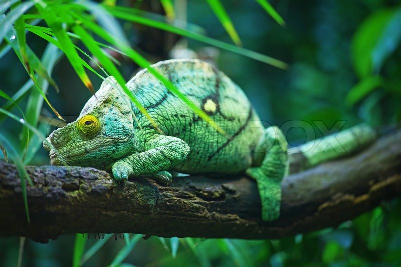Green male chameleon on the tree | Stock image | Colourbox