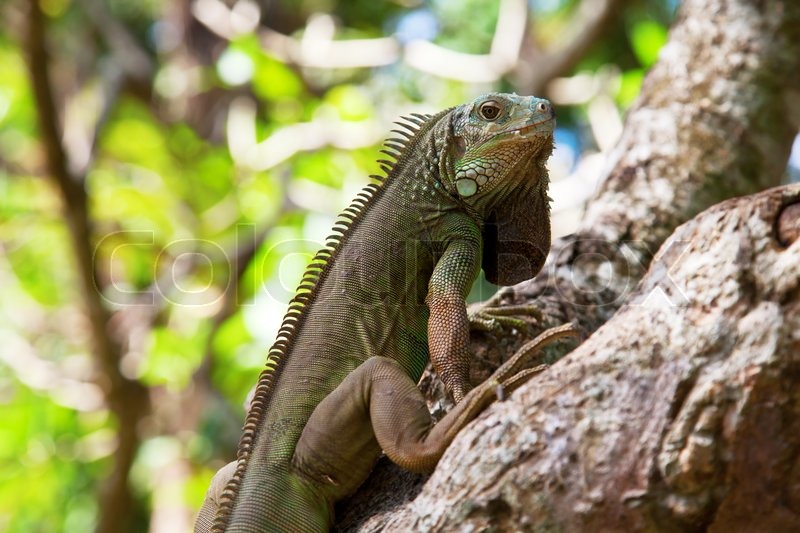 Iguana in the wild on the tree | Stock image | Colourbox