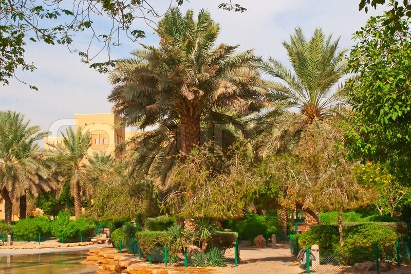 Palm garden near National museum in the Riyadh city, Saudi Arabia ...