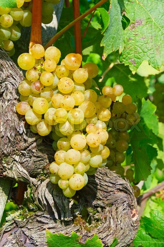 Ripe yellow grapes in the vineyard | Stock image | Colourbox