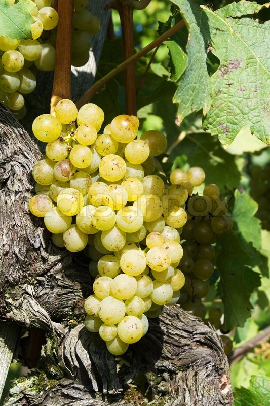 Ripe yellow grapes in the vineyard | Stock image | Colourbox