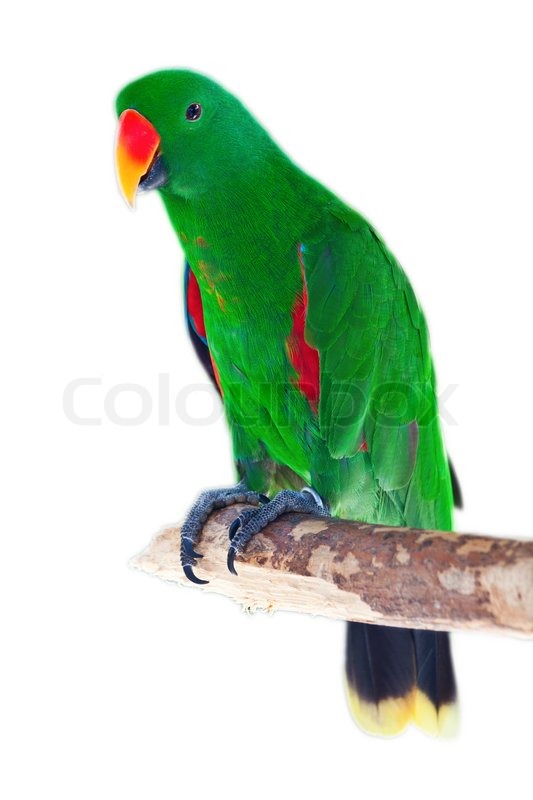 Male eclectus parrot isolated on white | Stock image | Colourbox