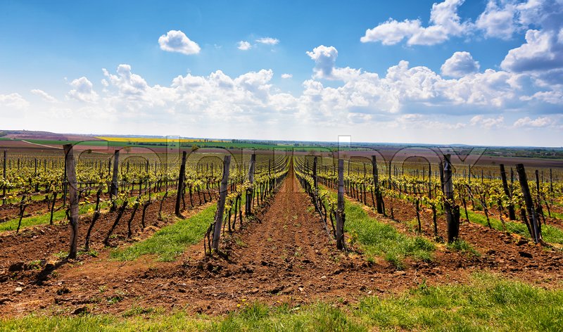 Grape Vineyard Landscapes