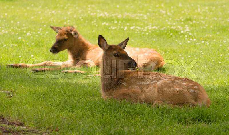 Newborn Elk