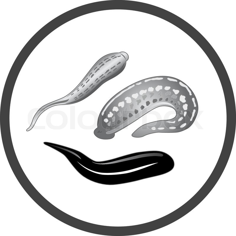 Illustration of medical leech | Stock vector | Colourbox