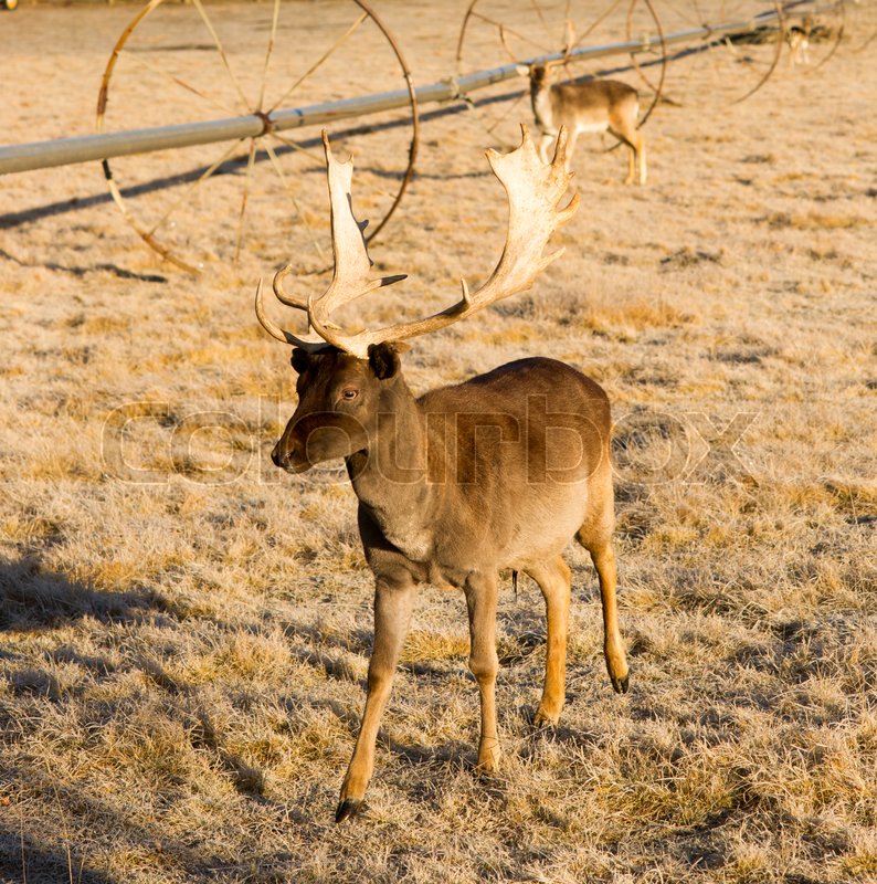 A young male Elk Buck stays close to ... | Stock image | Colourbox