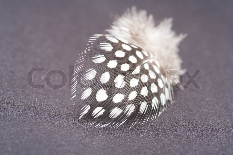 Feder Vogel | Stock Bild | Colourbox